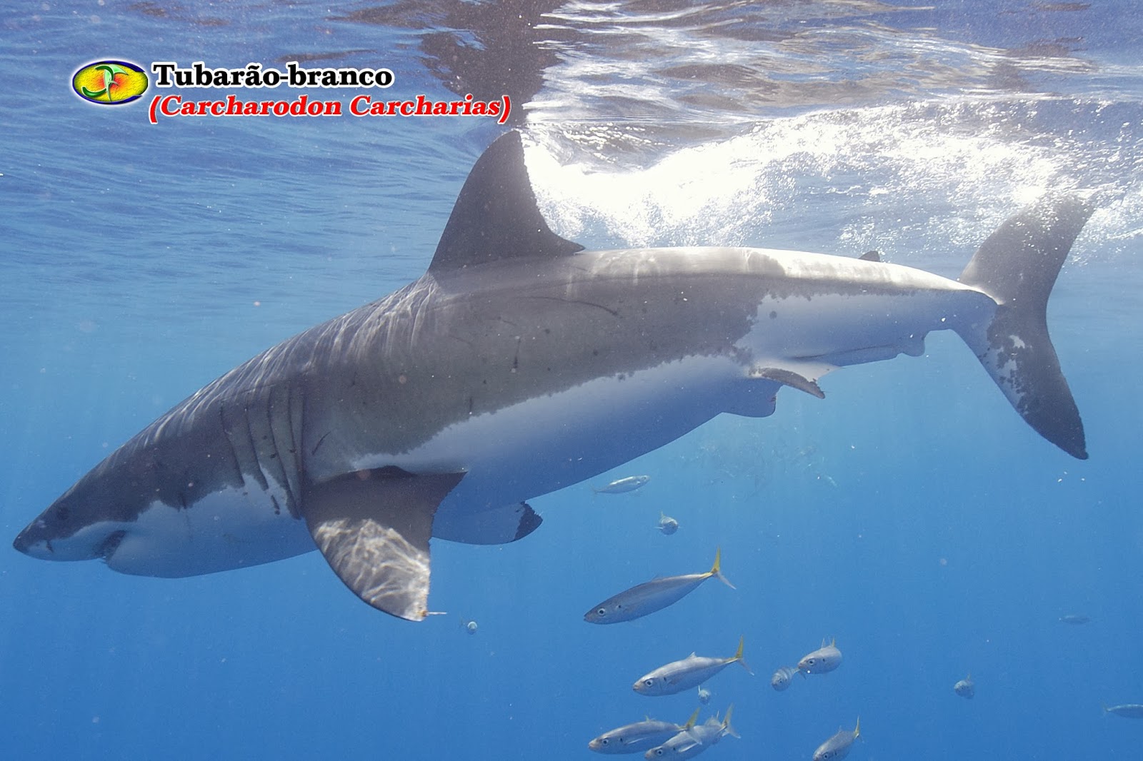 Zoologia: Tubarão-branco (Carcharodon carcharias)